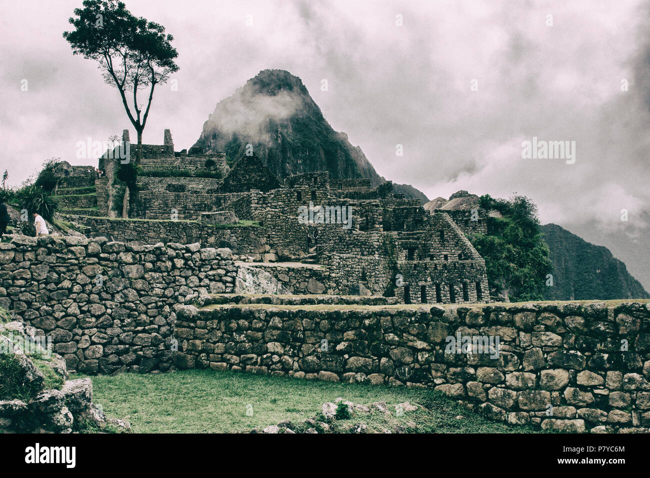 A tree in the heart of Machu Picchu ruins Stock Photo - Alamy