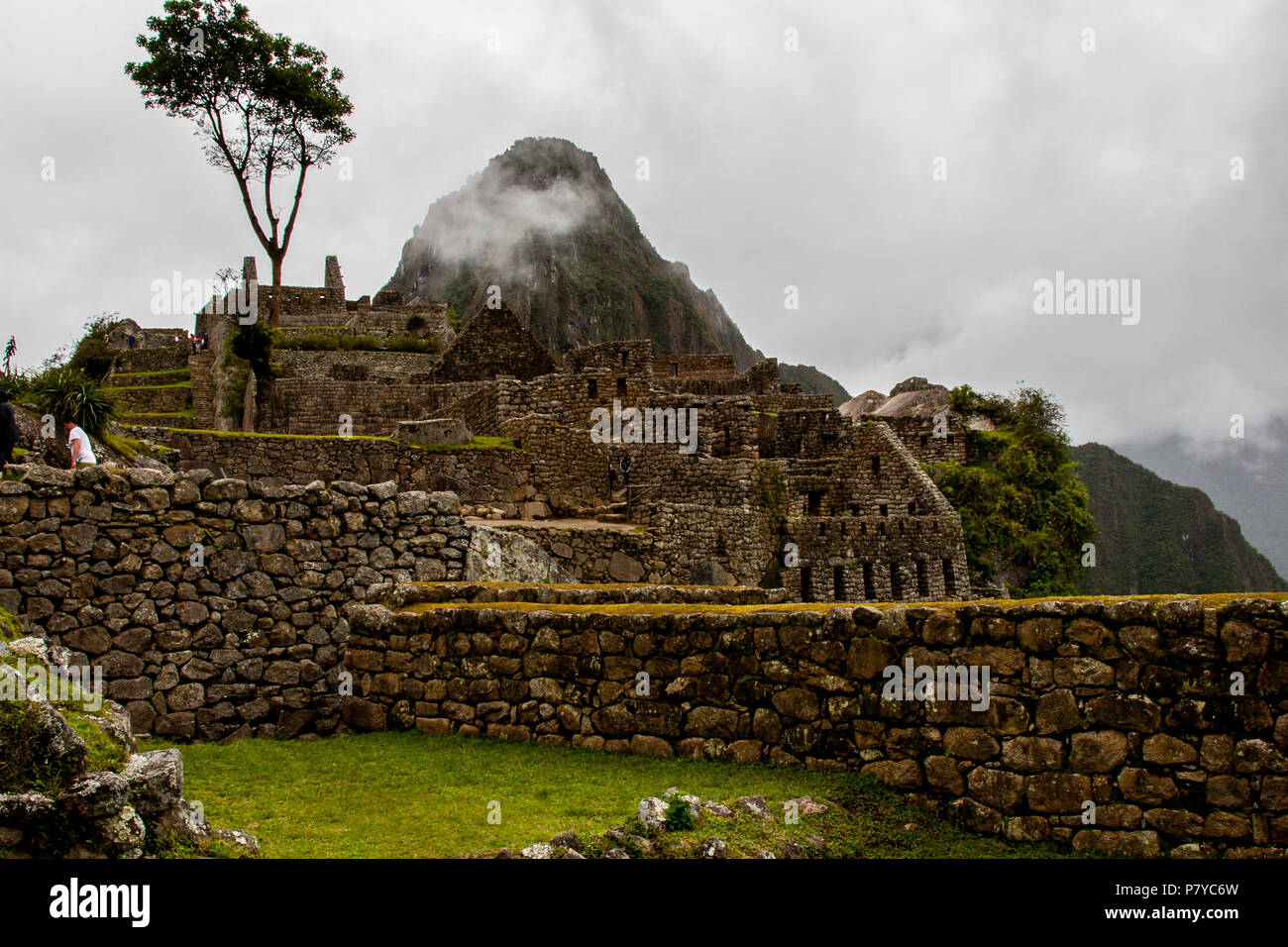 A tall tree in the heart of Machu Picchu Stock Photo - Alamy