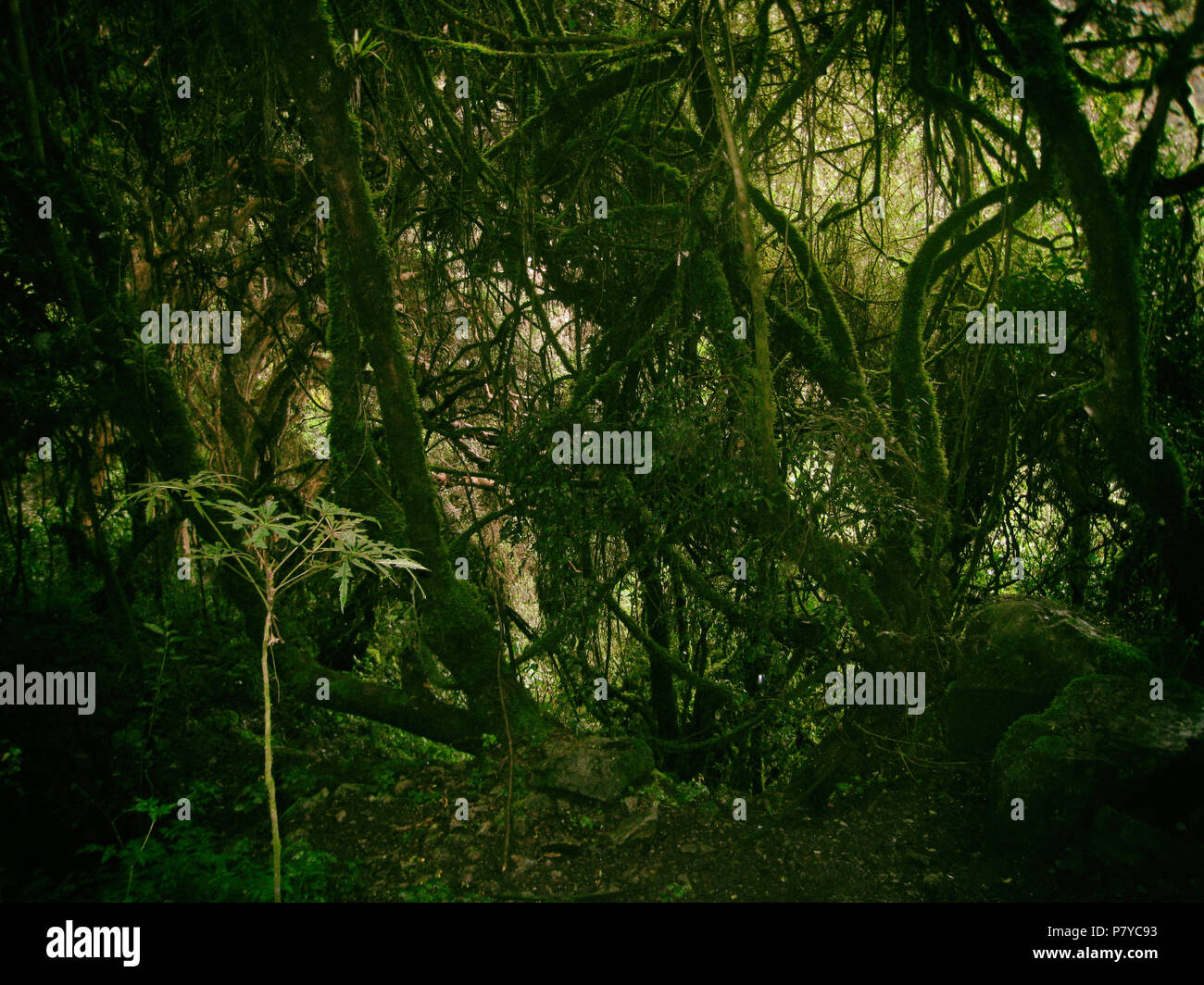 Wild rainforest on the Andes mountains. Peru. South America Stock Photo ...