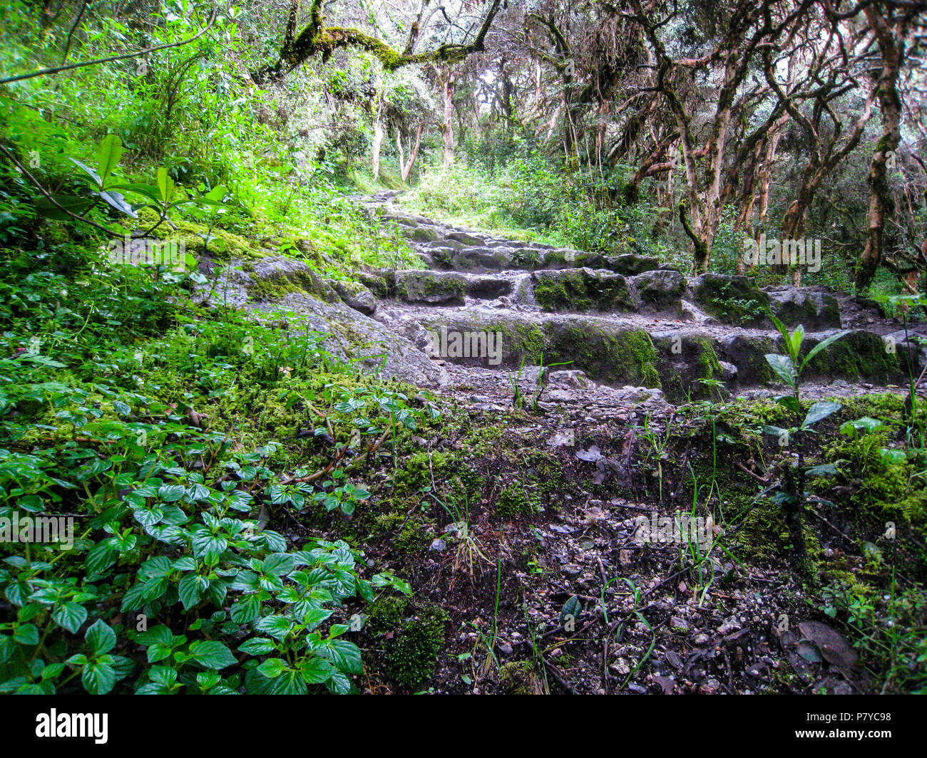 Stone paved path to Machu Picchu, Peru Stock Photo - Alamy