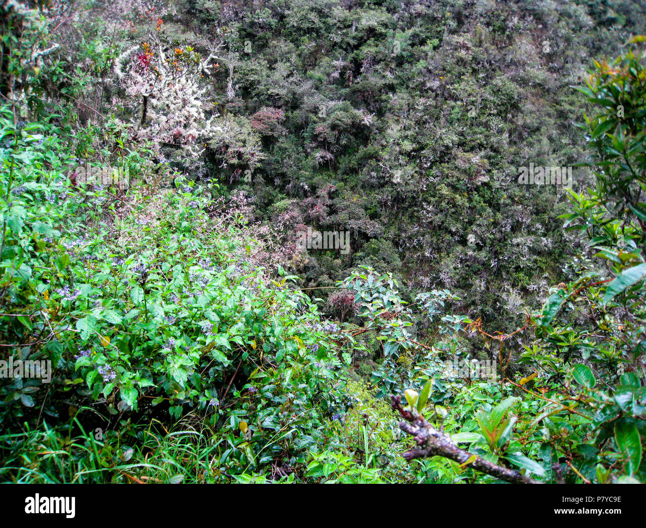 The forest of the Andes Stock Photo - Alamy