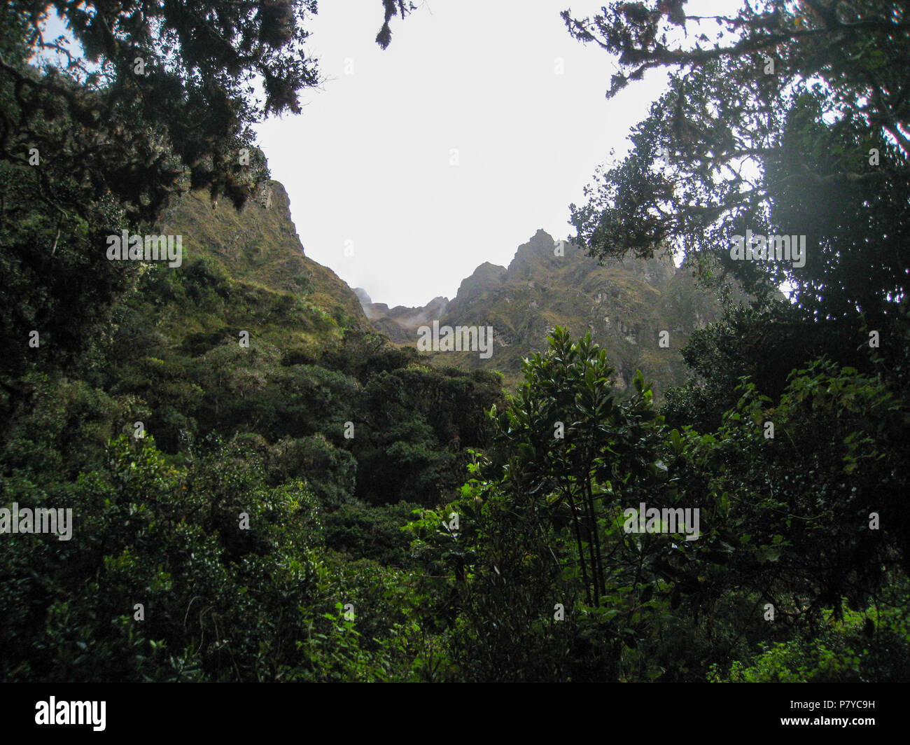 Wild rainforest on the Andes mountains. Peru. South America Stock Photo ...