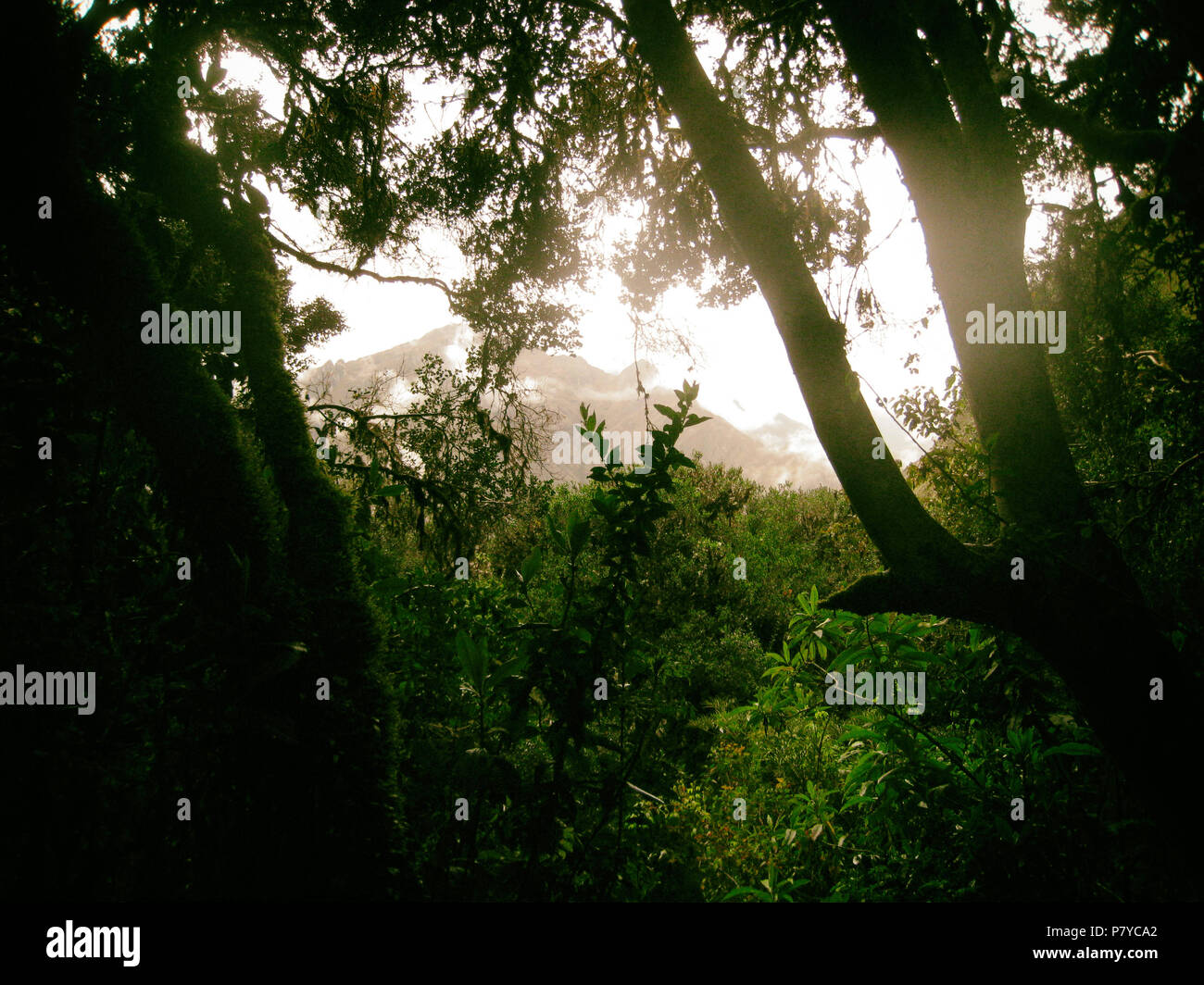 Wild rainforest on the Andes mountains. Peru. South America Stock Photo ...