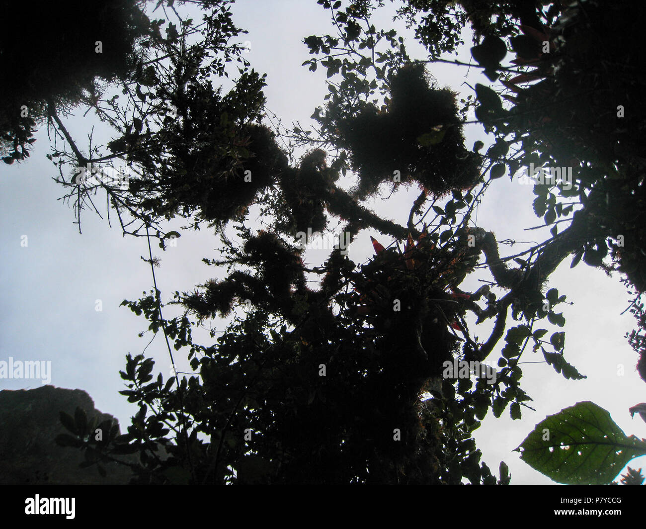 Wild rainforest on the Andes mountains. Peru. South America Stock Photo ...