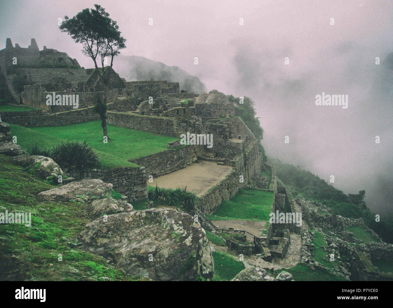 Gardens and tree at Machu Picchu Stock Photo - Alamy