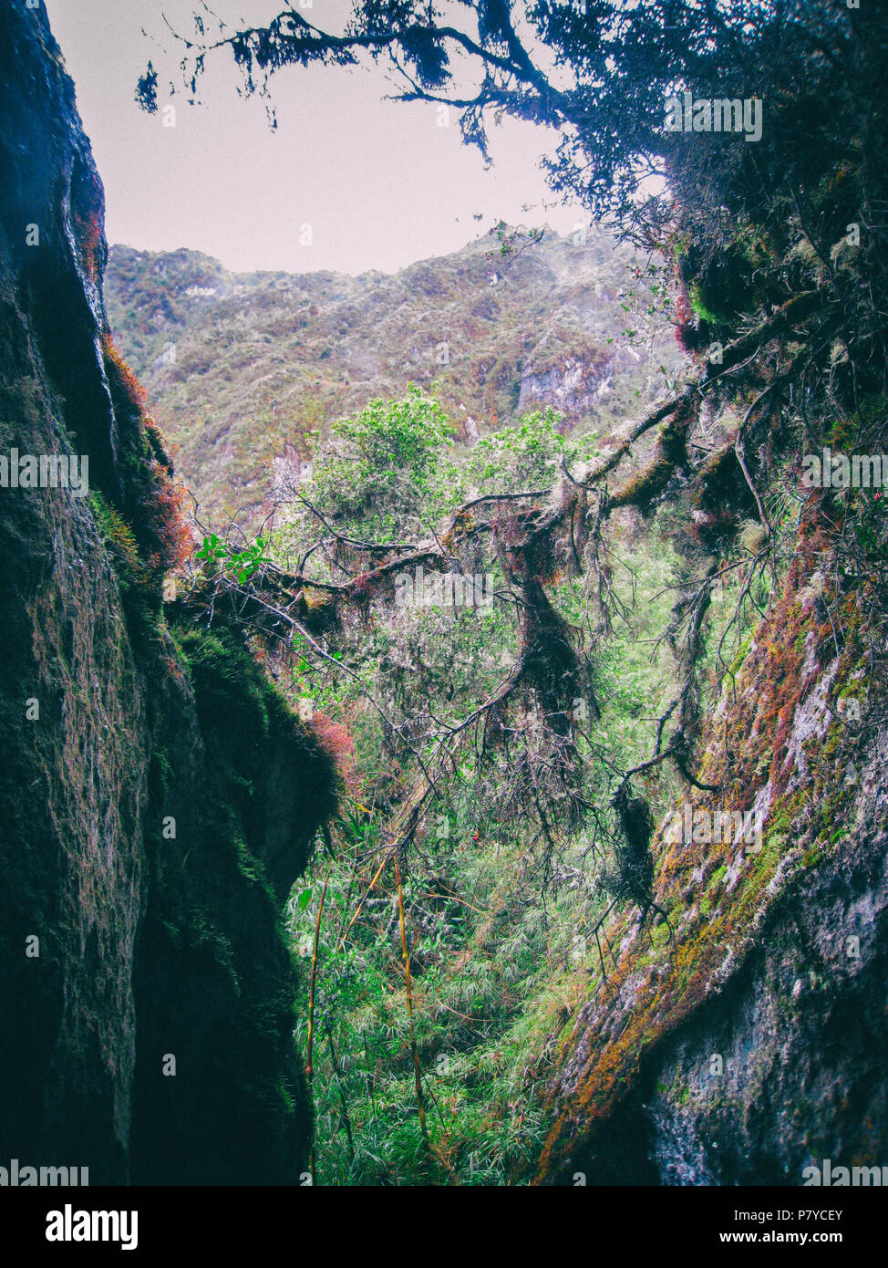 Wild rainforest on the Andes mountains. Peru, South America Stock Photo ...