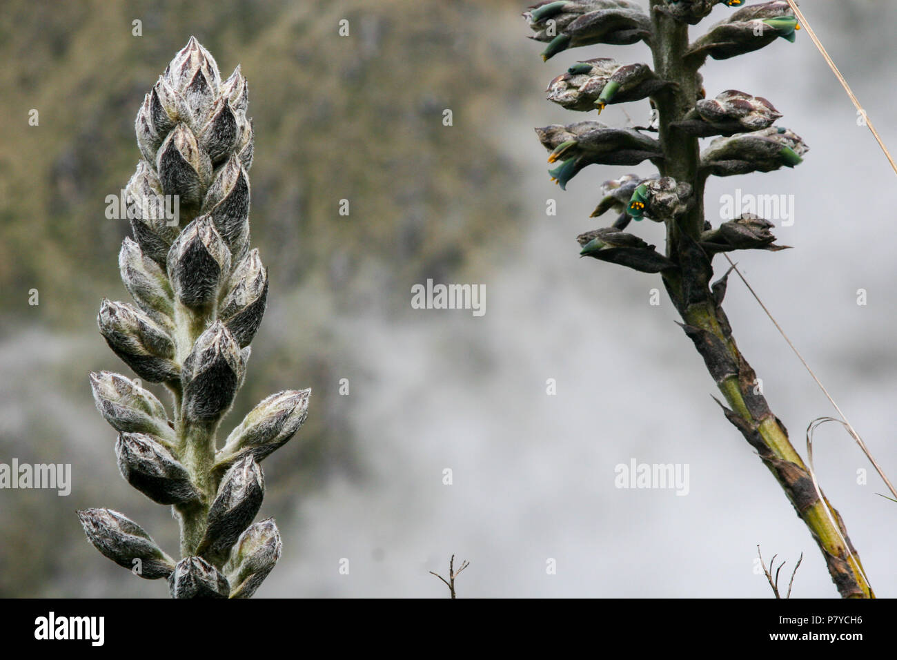 Pita. Inca Trail flowers Stock Photo - Alamy