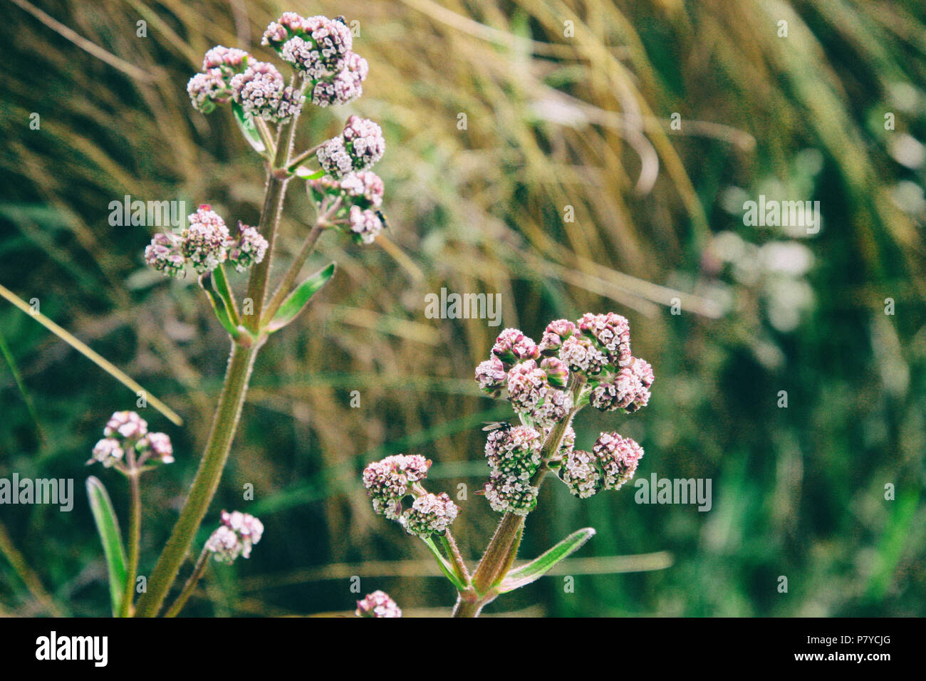 White and pink flowers of the Andes on the Inca Trail Stock Photo - Alamy