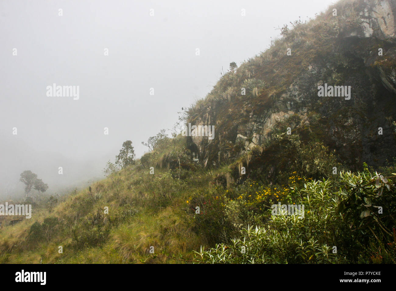 Nature and flowers in mist Stock Photo - Alamy