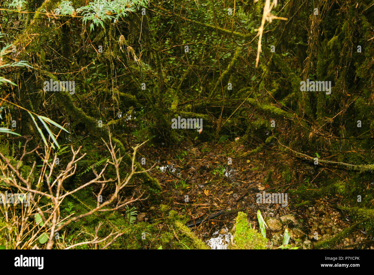 Wild forest on the Inca Trail to Machu Picchu. Peru. South America. No ...