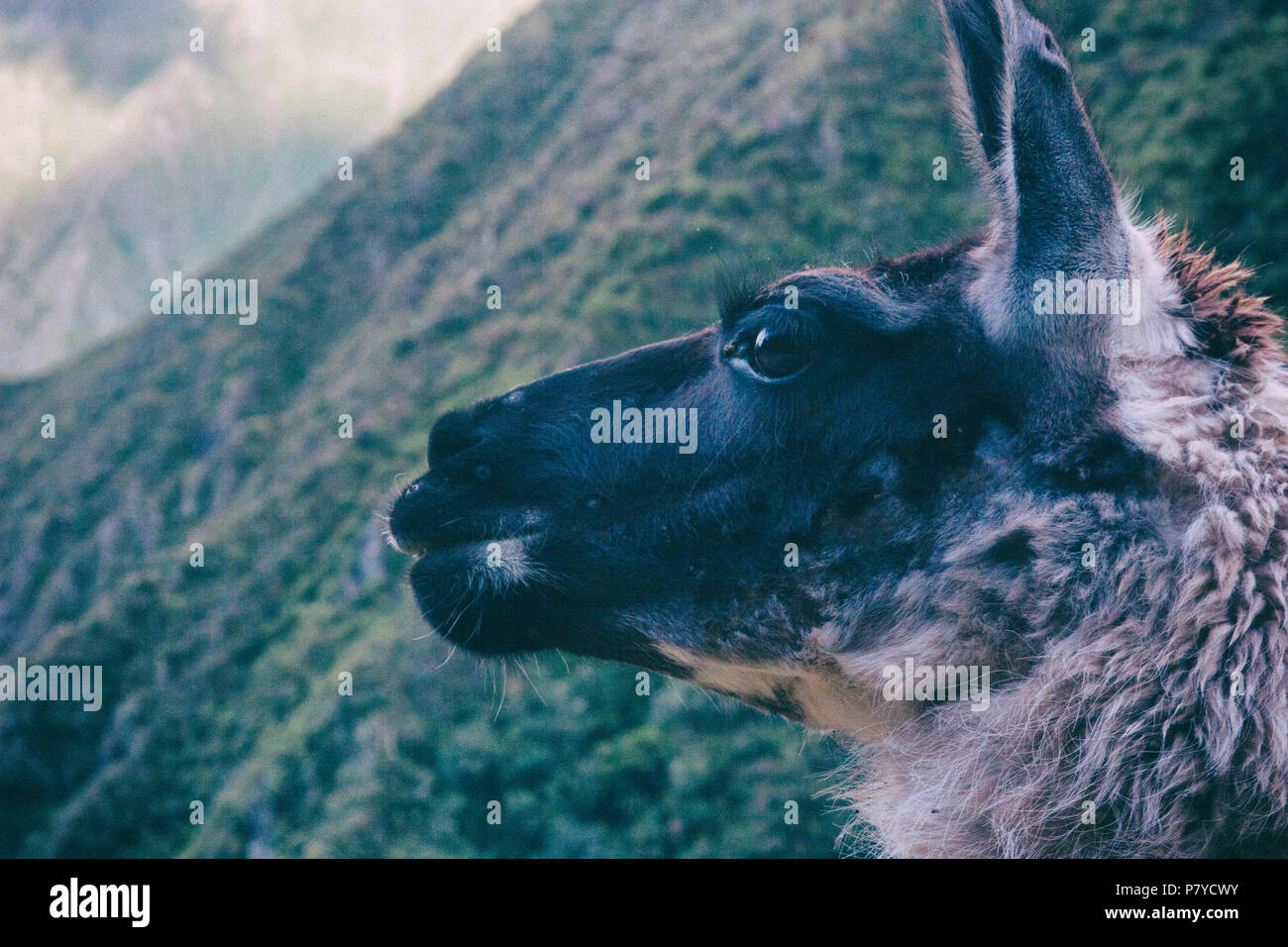Llama thinking in the Andes mountains. Peru. South America Stock Photo ...