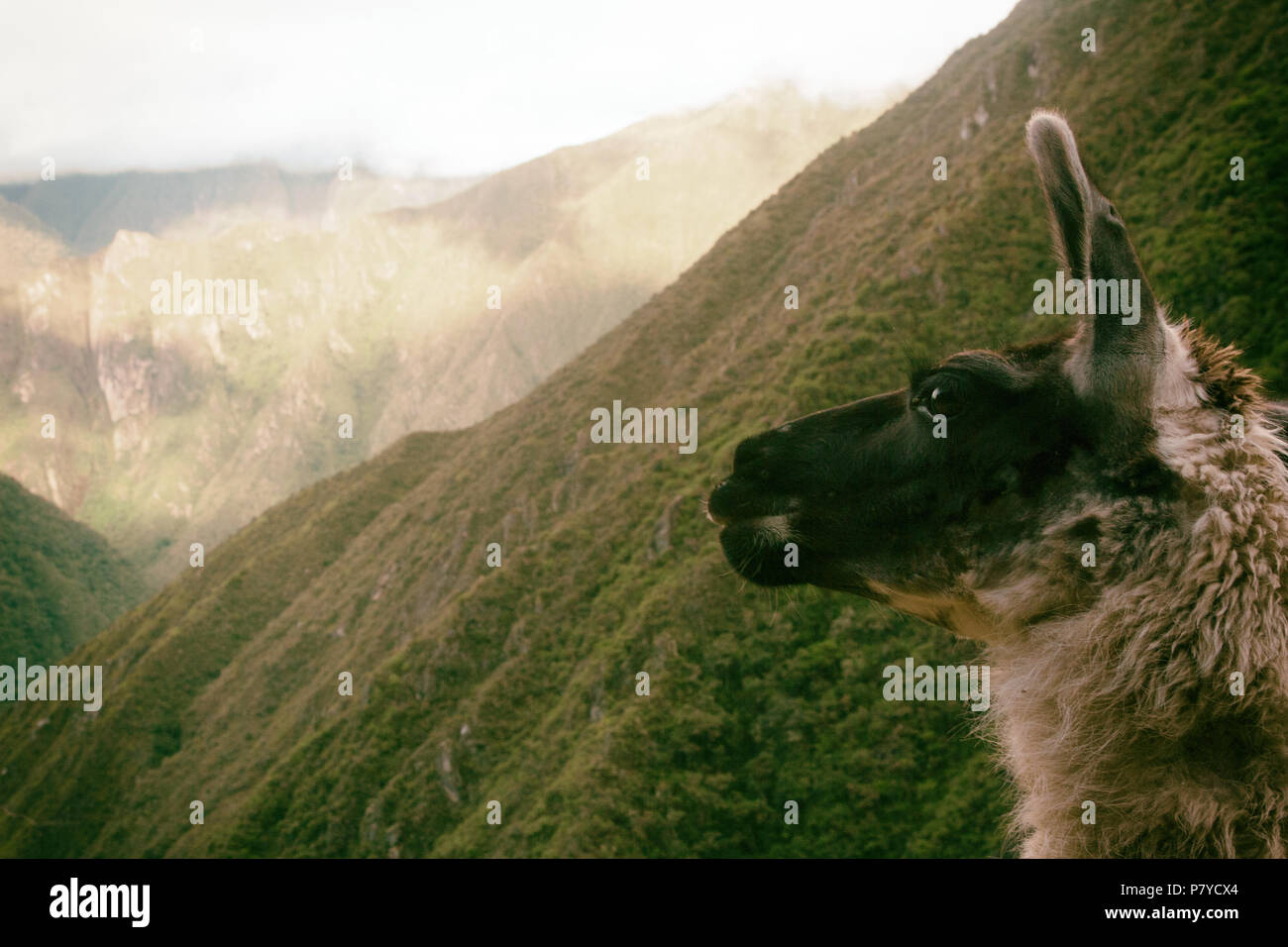 The Llama and the Andes. Inca Trail. Peru Stock Photo - Alamy
