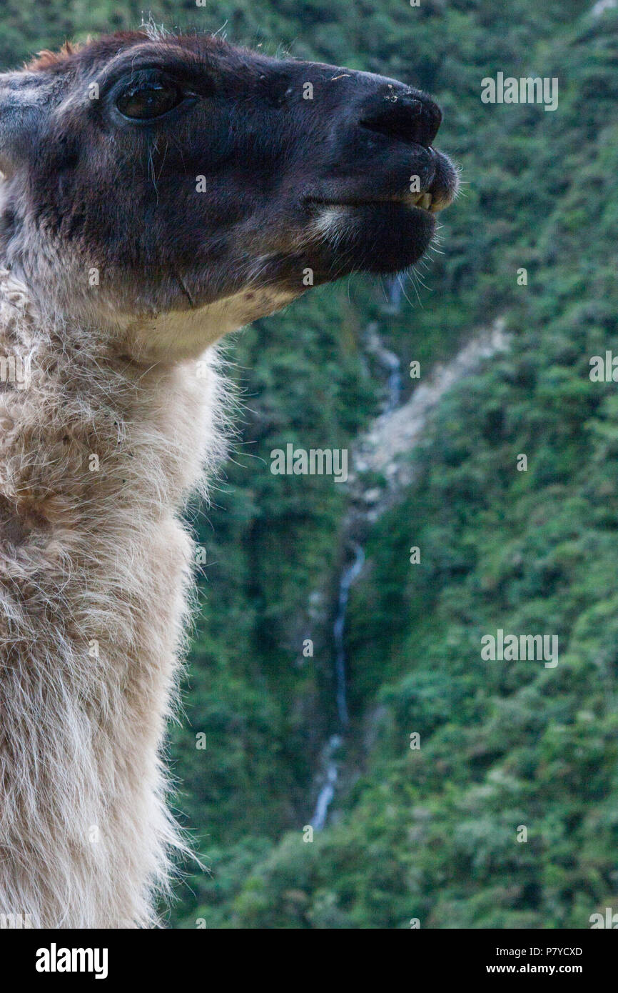 Alpaca in the wild forest of the Inca Trail to Machu Picchu Stock Photo ...