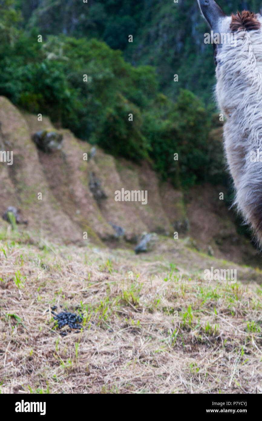 Llama on old ruins hi-res stock photography and images - Alamy