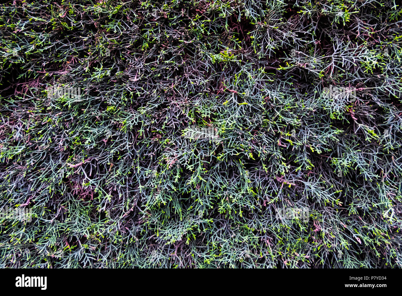 Green leaf wall Stock Photo - Alamy