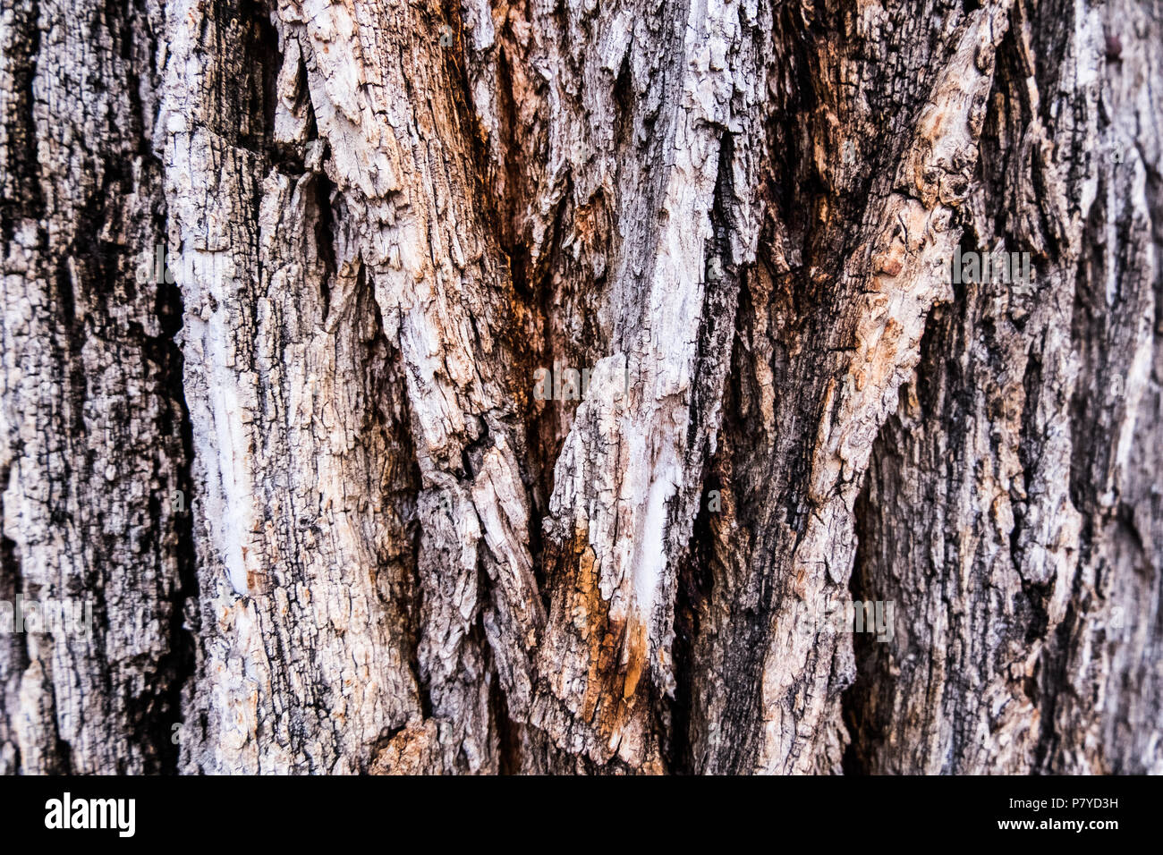Tree wood texture. Nature background Stock Photo - Alamy