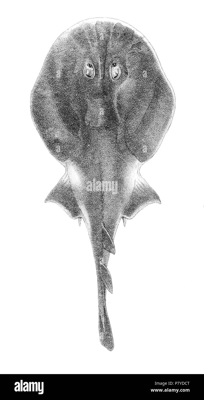 Narcine hi-res stock photography and images - Alamy