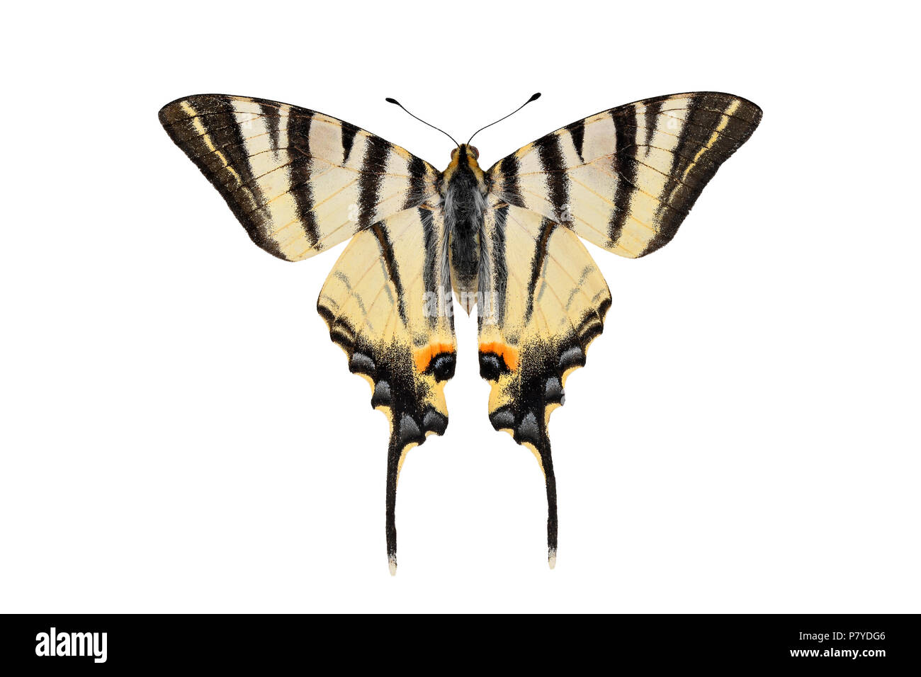 Scarce swallowtail butterfly, isolated on a white background Stock ...