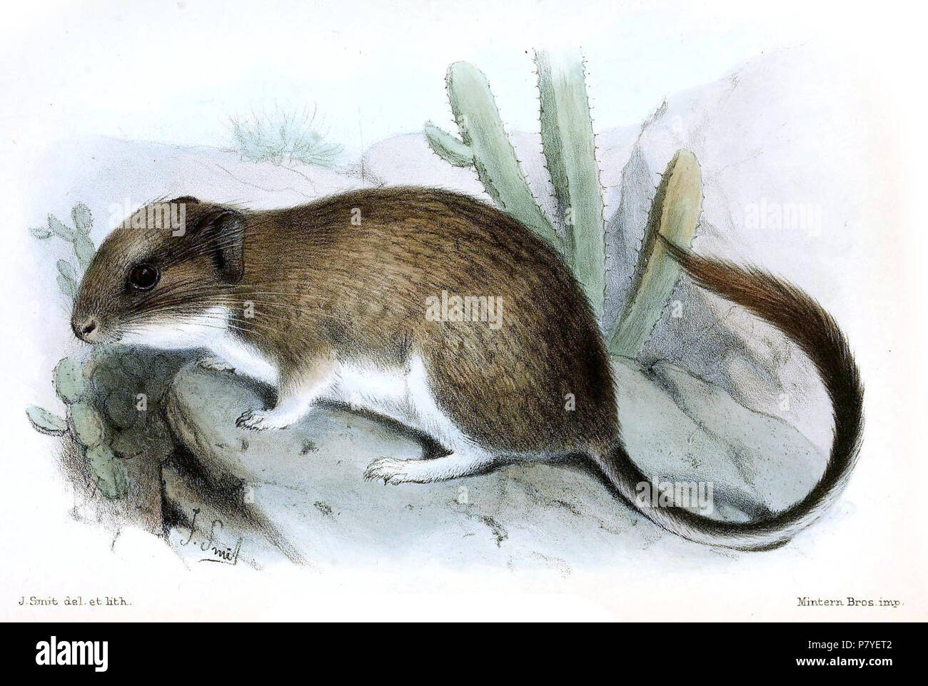 Octodontomys gliroides hi-res stock photography and images - Alamy