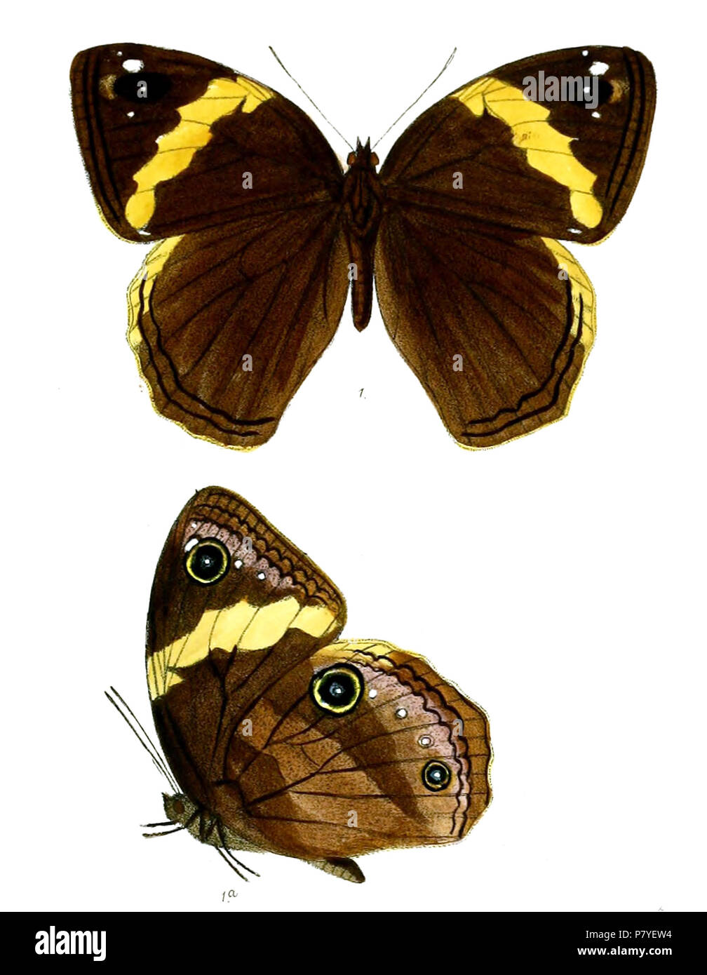 Neorina hilda . 1890 284 NeorinaHilda 74 1 Stock Photo - Alamy