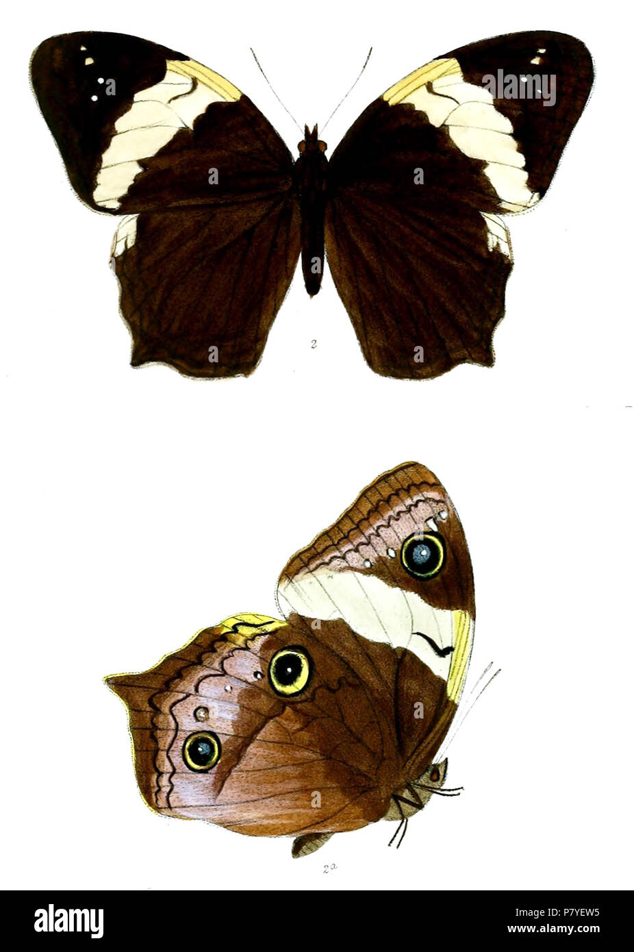 Neorina hi-res stock photography and images - Alamy