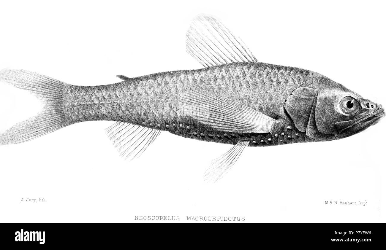 Neoscopelus hi-res stock photography and images - Alamy