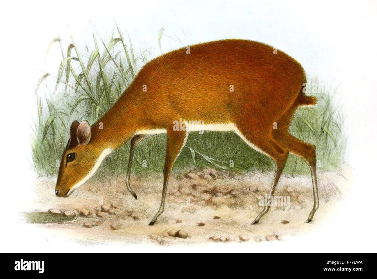 Neotragus Cut Out Stock Images & Pictures - Alamy