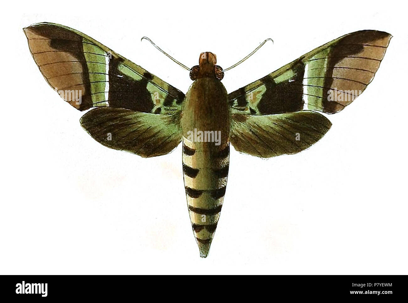 Nephele High Resolution Stock Photography and Images - Alamy