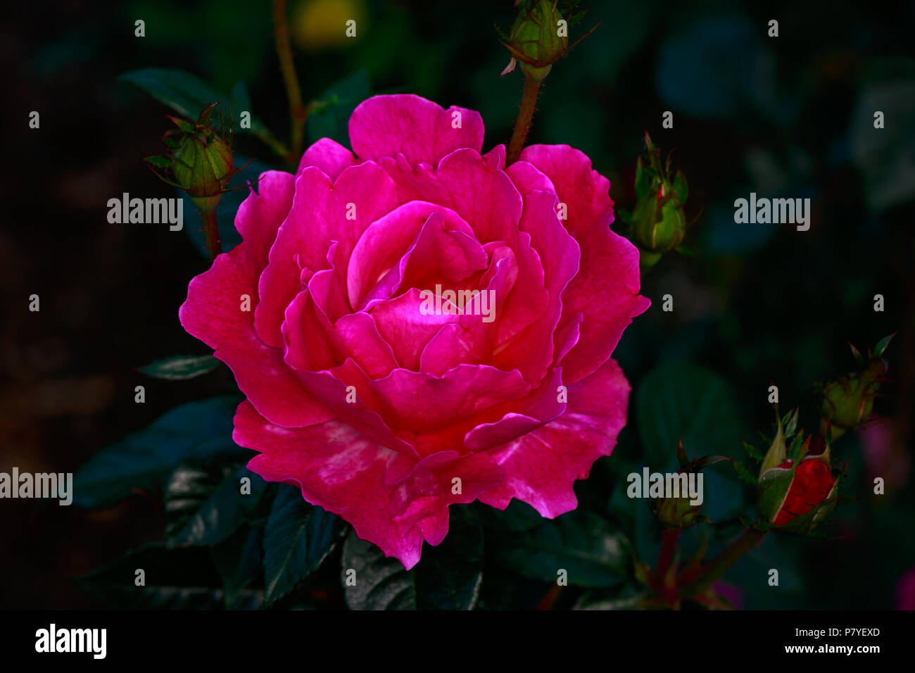 Fragrant Rose in Full Blossom. Washington Park Rose Garden, Portland ...