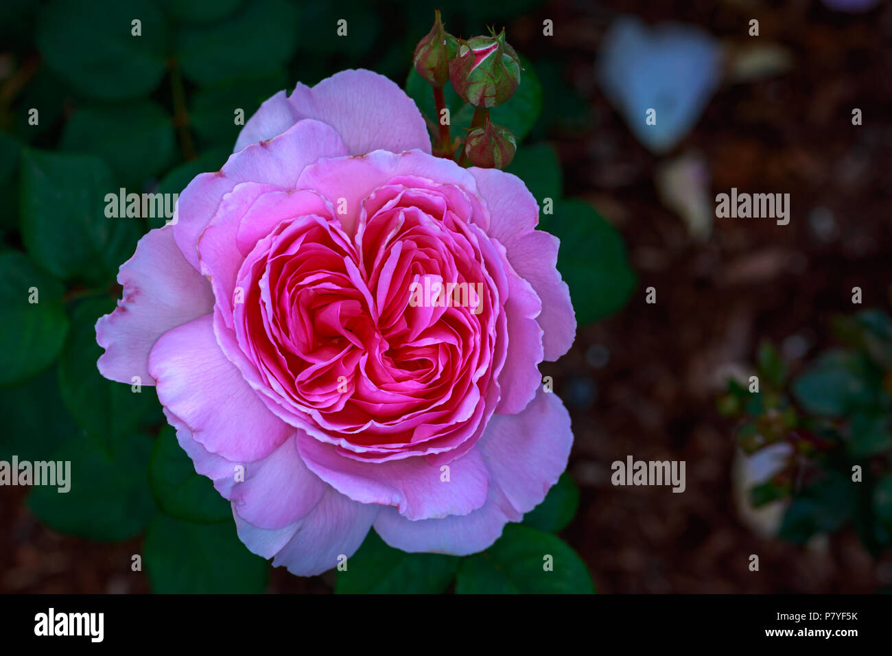 Fragrant Rose in Full Blossom. Washington Park Rose Garden, Portland ...