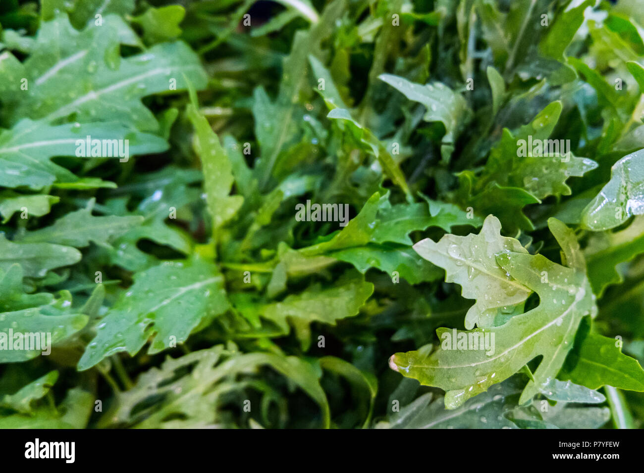 Fresh rucola in a market stall Stock Photo - Alamy