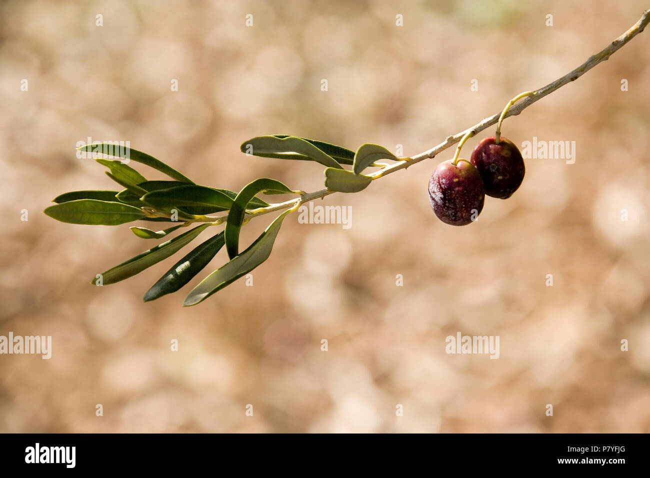 close up shot of an olive tree Stock Photo - Alamy