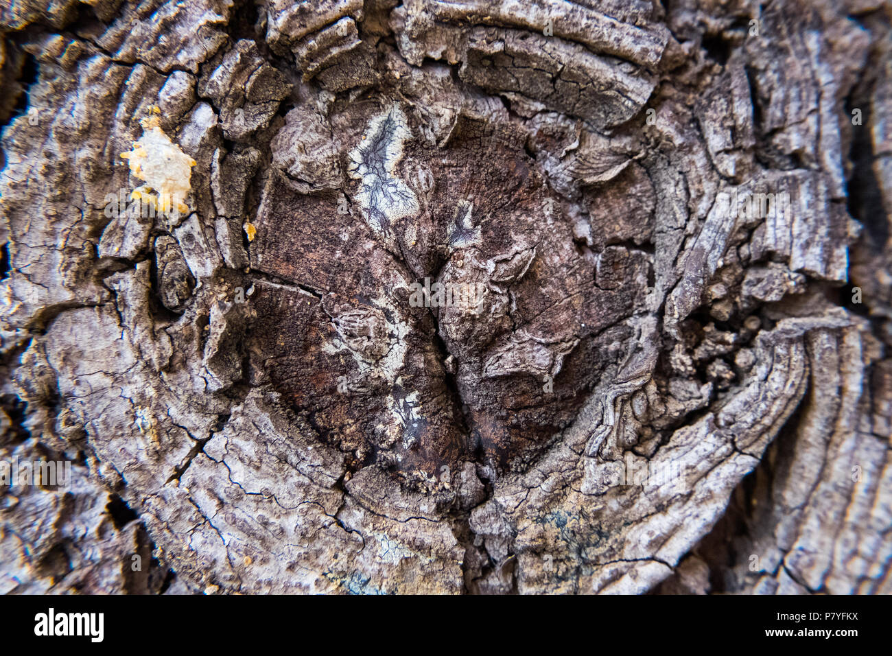 Round formation on a tree bark Stock Photo - Alamy