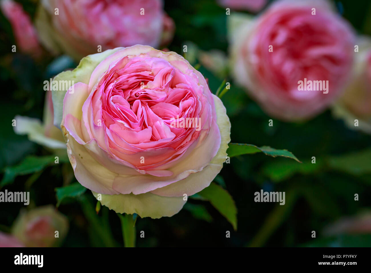 Fragrant Rose in Full Blossom. Washington Park Rose Garden, Portland ...
