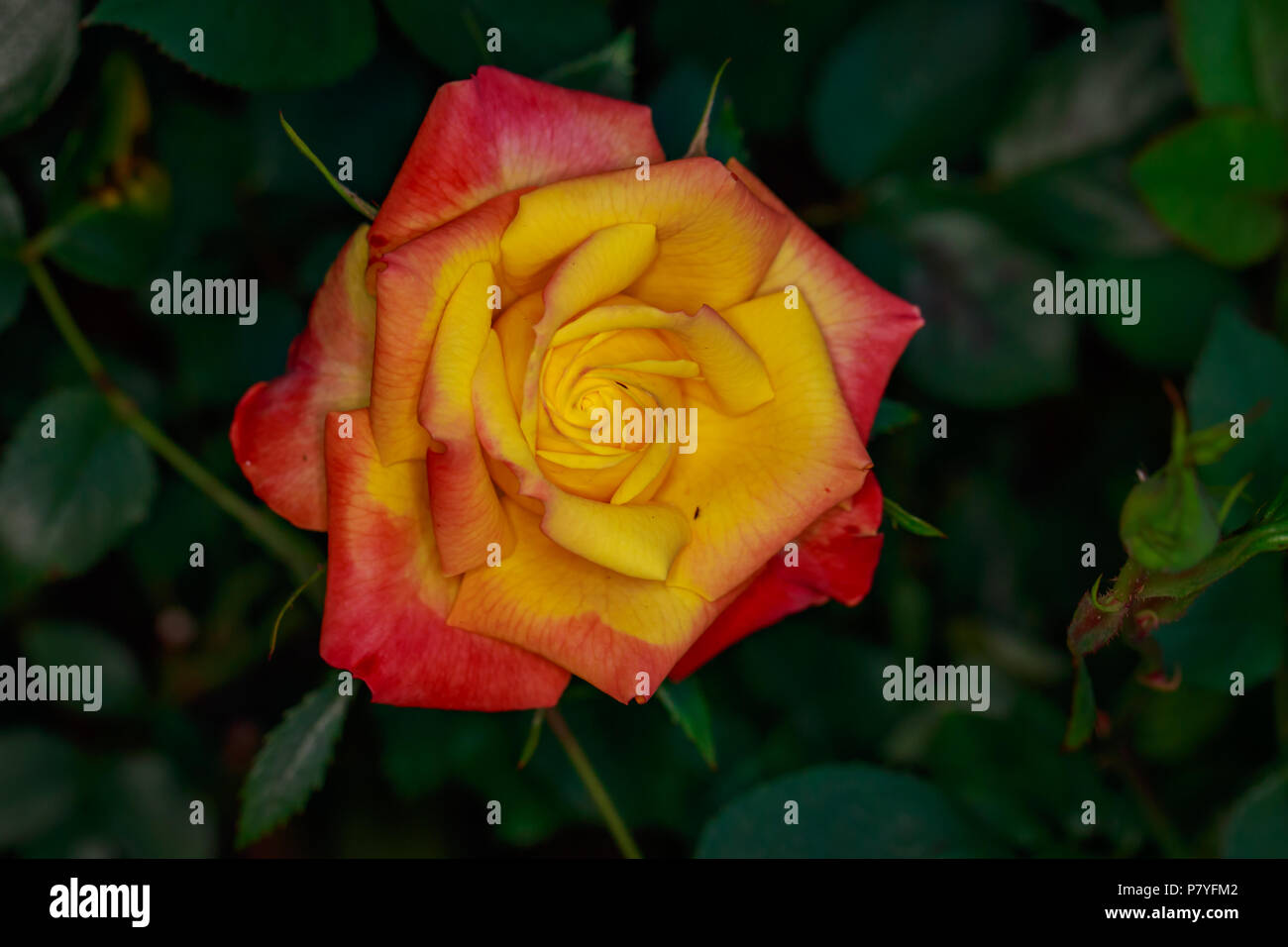 Fragrant Rose in Full Blossom. Washington Park Rose Garden, Portland ...