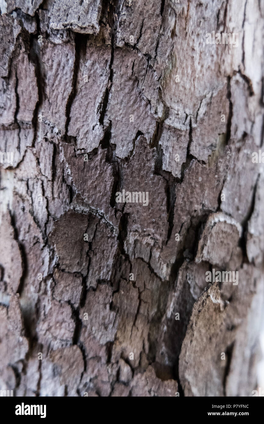 Cracked bark hi-res stock photography and images - Alamy