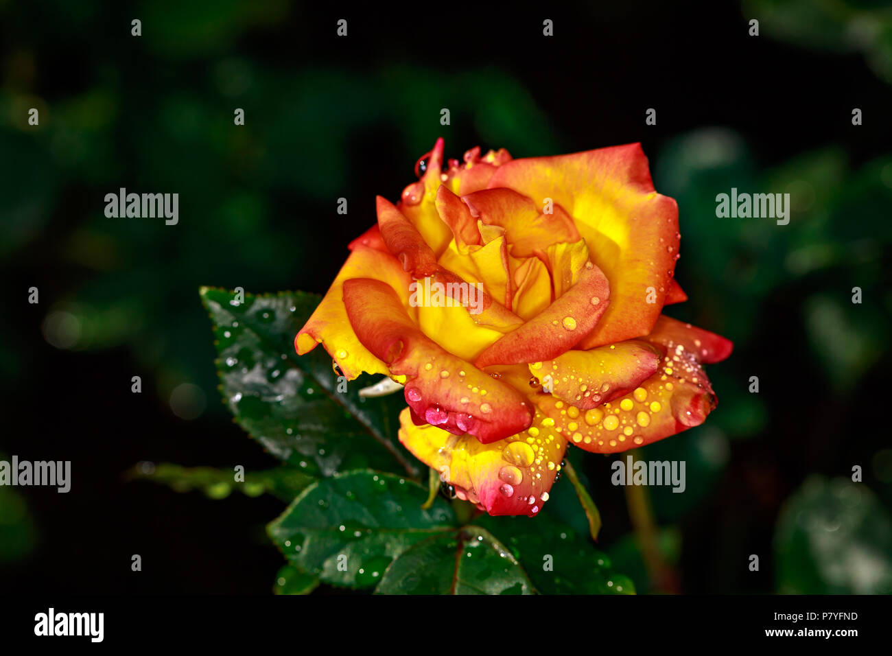 Fragrant Rose in Full Blossom. Washington Park Rose Garden, Portland ...