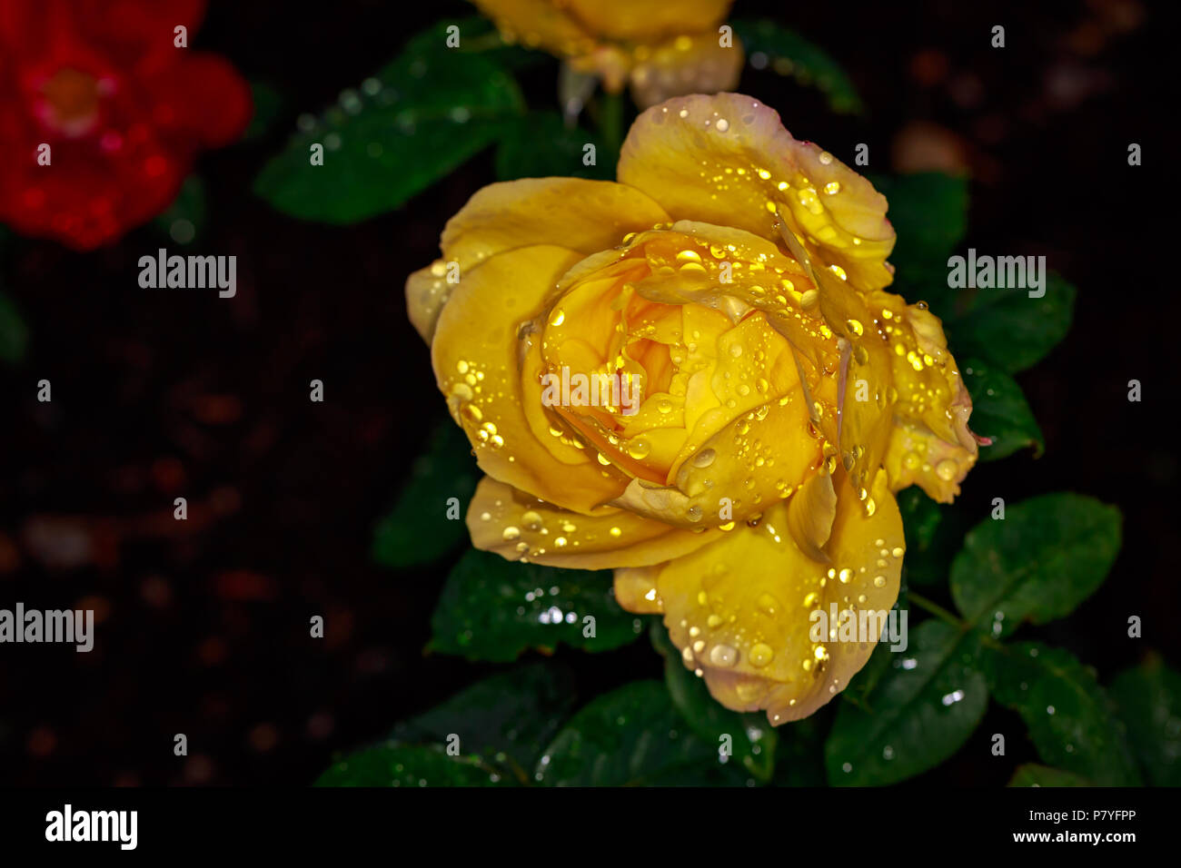 Fragrant Rose in Full Blossom. Washington Park Rose Garden, Portland ...