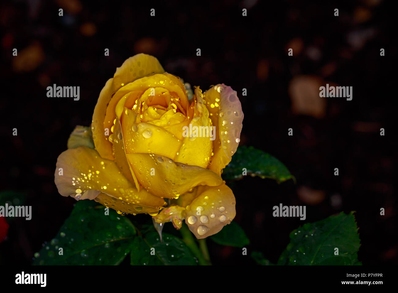 Fragrant Rose in Full Blossom. Washington Park Rose Garden, Portland ...
