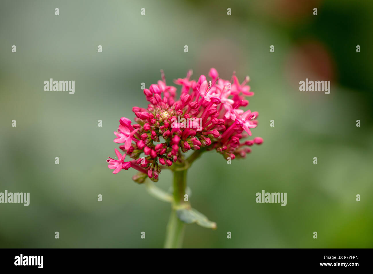 Pretty betsy hi-res stock photography and images - Alamy