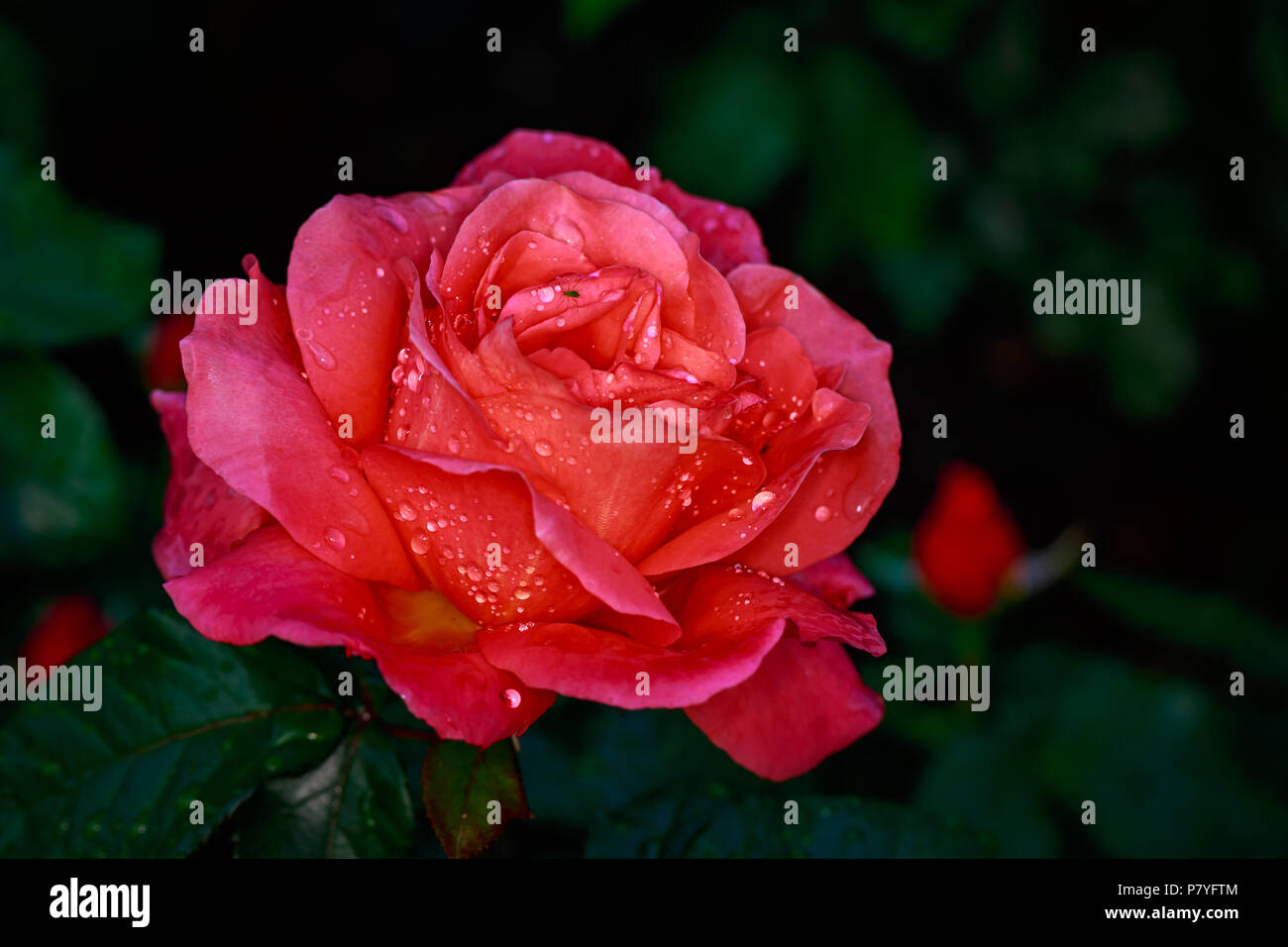 Fragrant Rose in Full Blossom. Washington Park Rose Garden, Portland ...