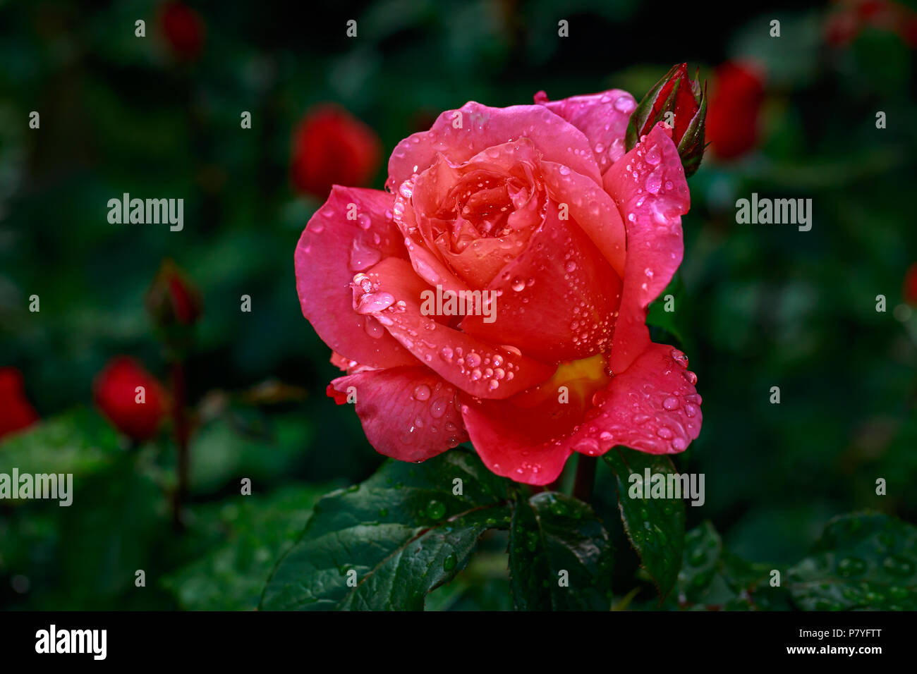 Fragrant Rose in Full Blossom. Washington Park Rose Garden, Portland ...