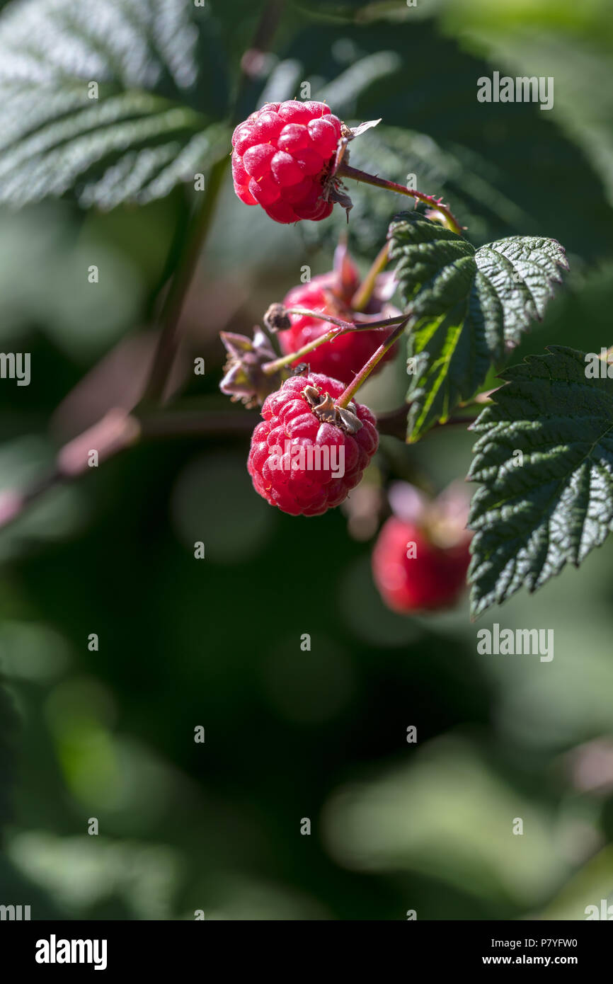 Rubus idaeus hi-res stock photography and images - Alamy
