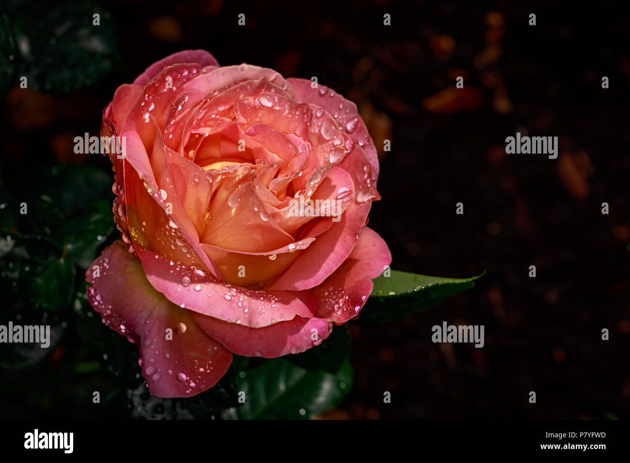 Fragrant Rose in Full Blossom. Washington Park Rose Garden, Portland ...