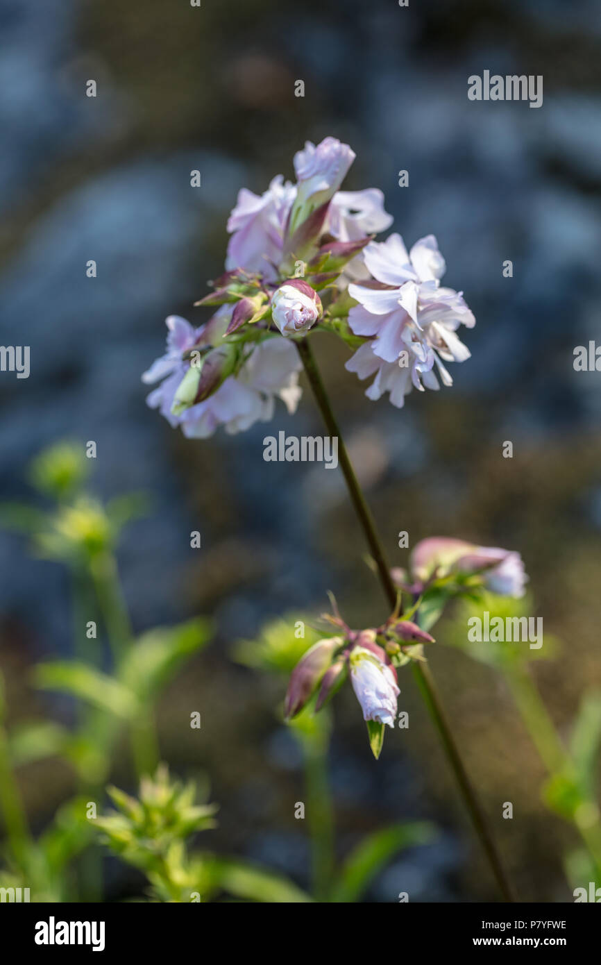 Common soapwort, Såpnejlika (Saponaria officinalis Stock Photo - Alamy