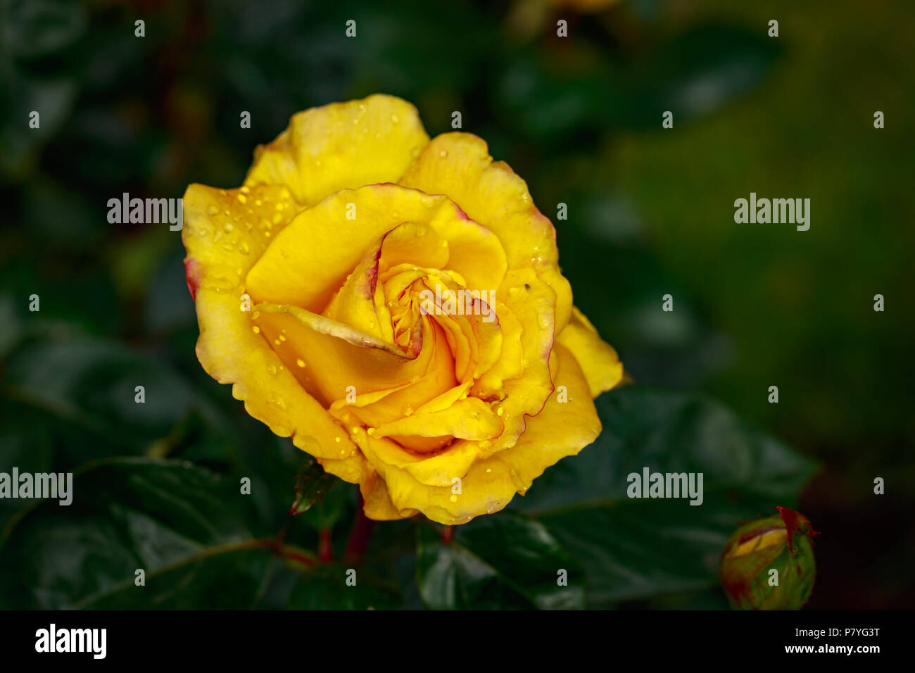 Fragrant Rose in Full Blossom. Washington Park Rose Garden, Portland ...