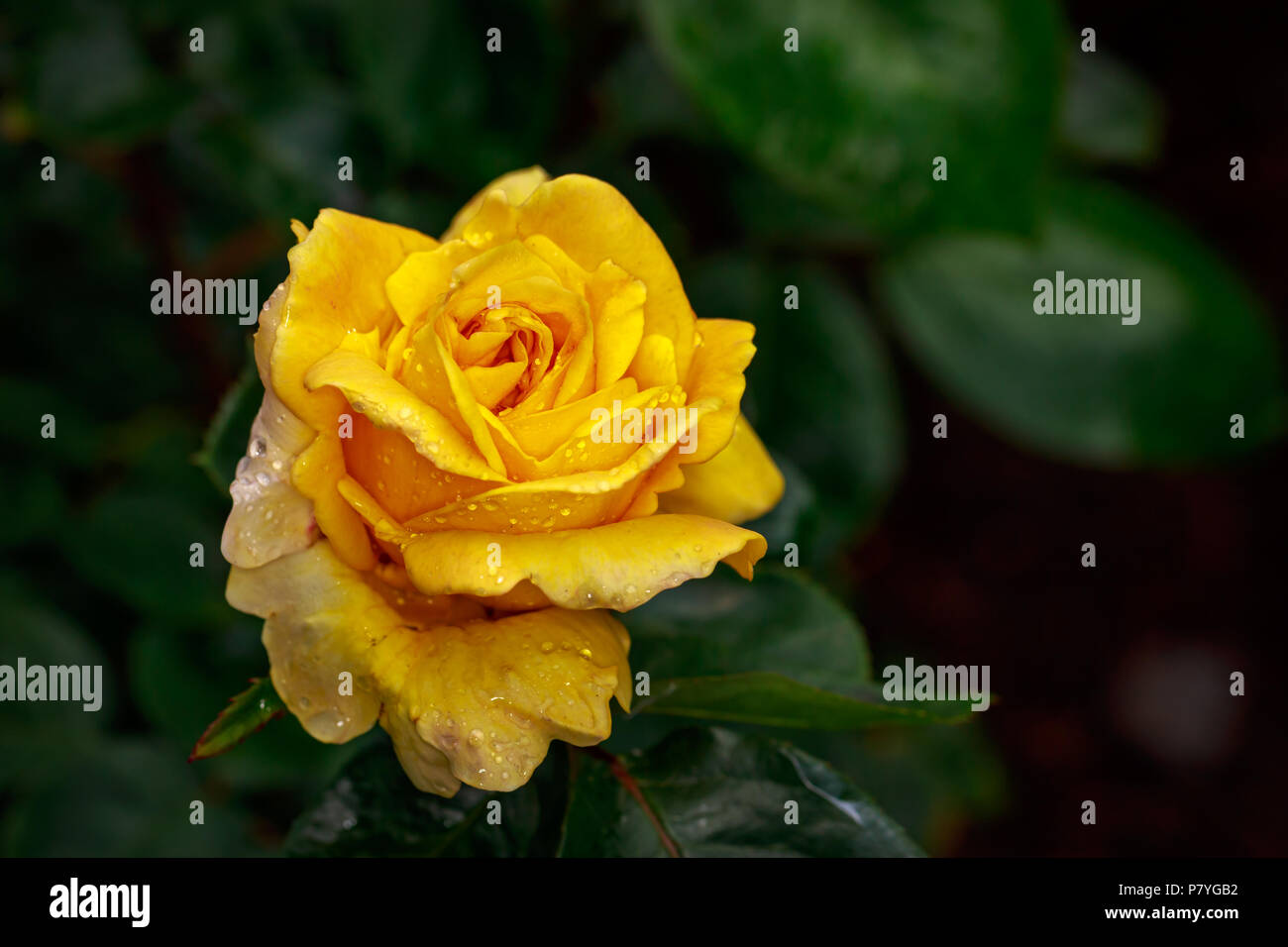 Fragrant Rose in Full Blossom. Washington Park Rose Garden, Portland ...