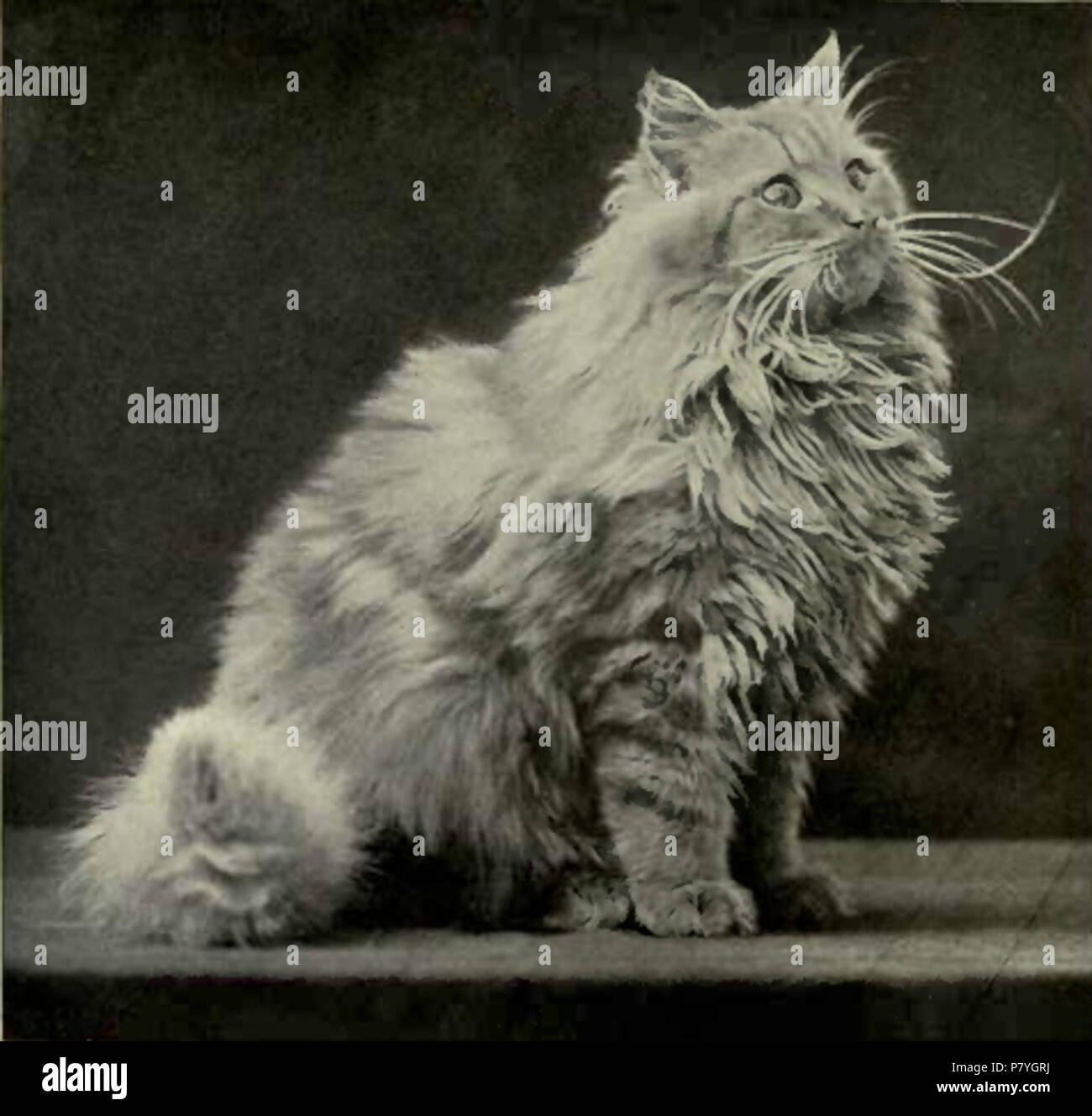 'TORRINGTON SUNNYSIDES.' THE PROPERTY OF MRS. G. W. VIDAL. (Photo: G. W ...