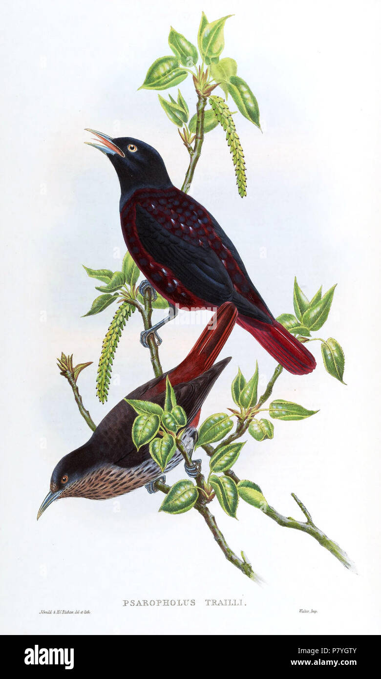 Oriolus traillii . between 1850 and 1883 295 OriolusTrailliGould Stock ...