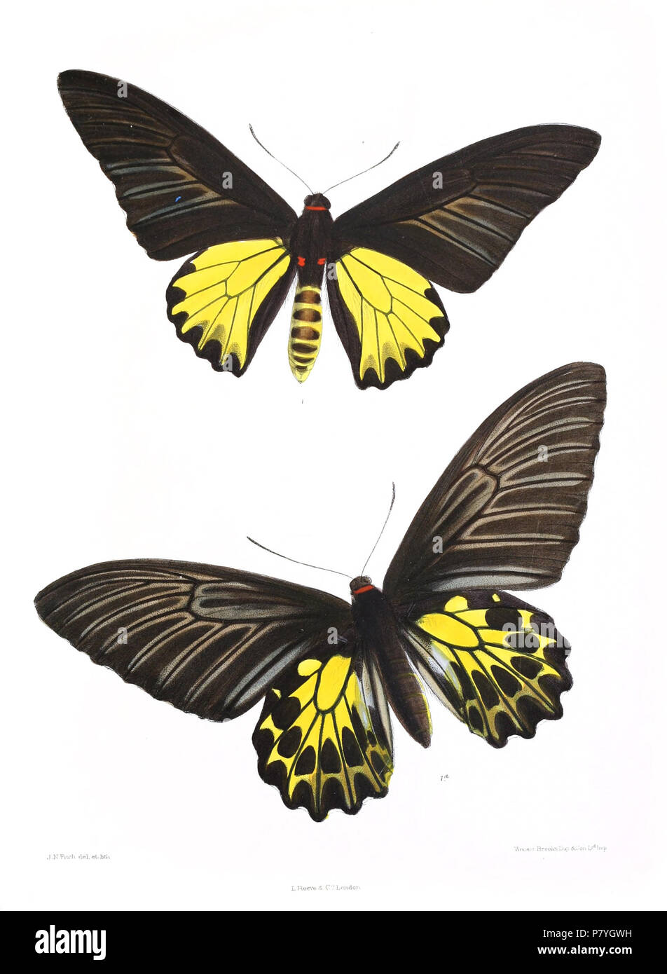 Philippine insects hi-res stock photography and images - Alamy